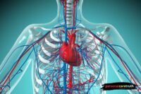 Vein health: Simple Lifestyle Tips for Optimal Circulation